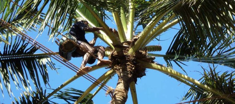 Ceylon Arrack, the traditional spirit of Sri Lanka - Rumporter